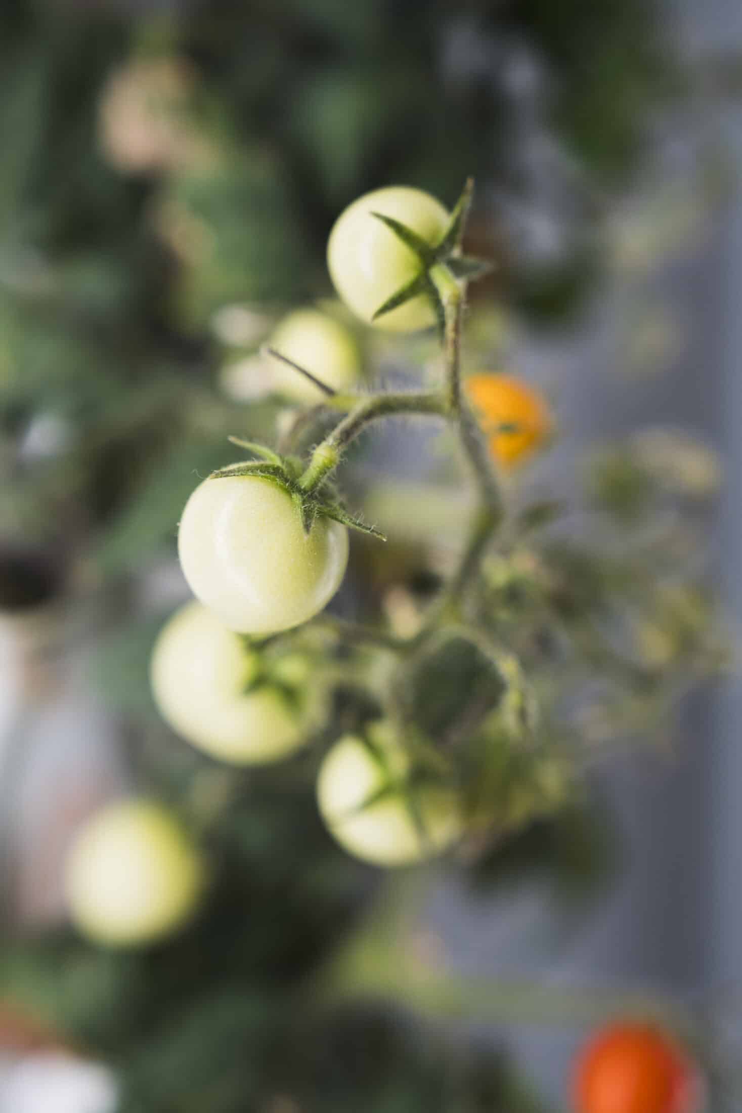 Anu - Conexus Indiana